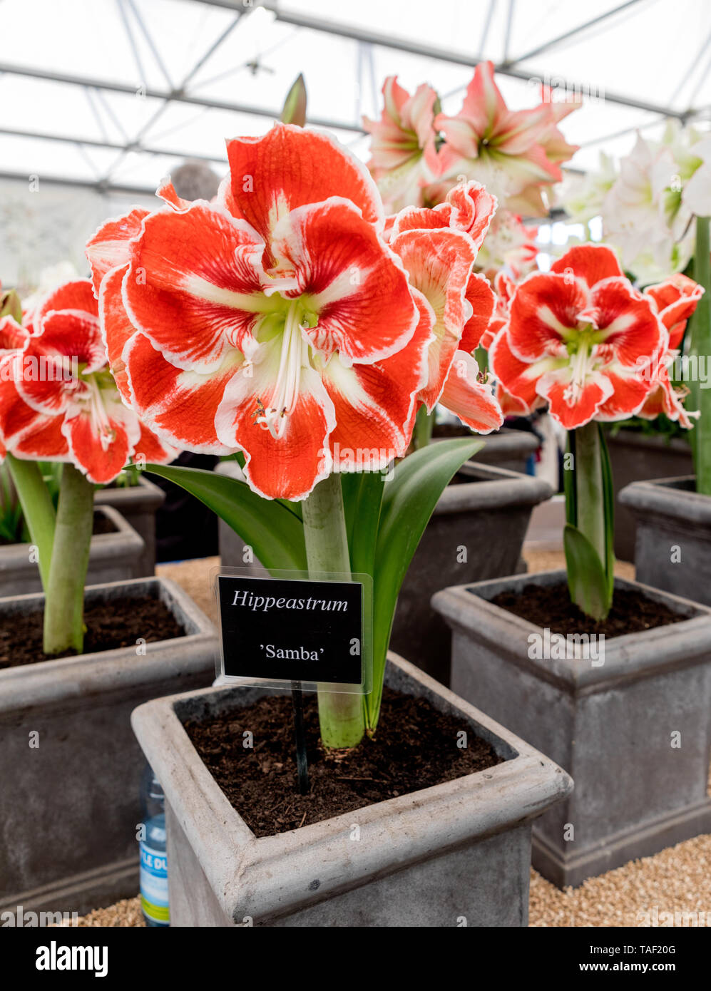 Hippeastrum Plants Chelsea Flower Show 2019 London Stock Photo - Alamy