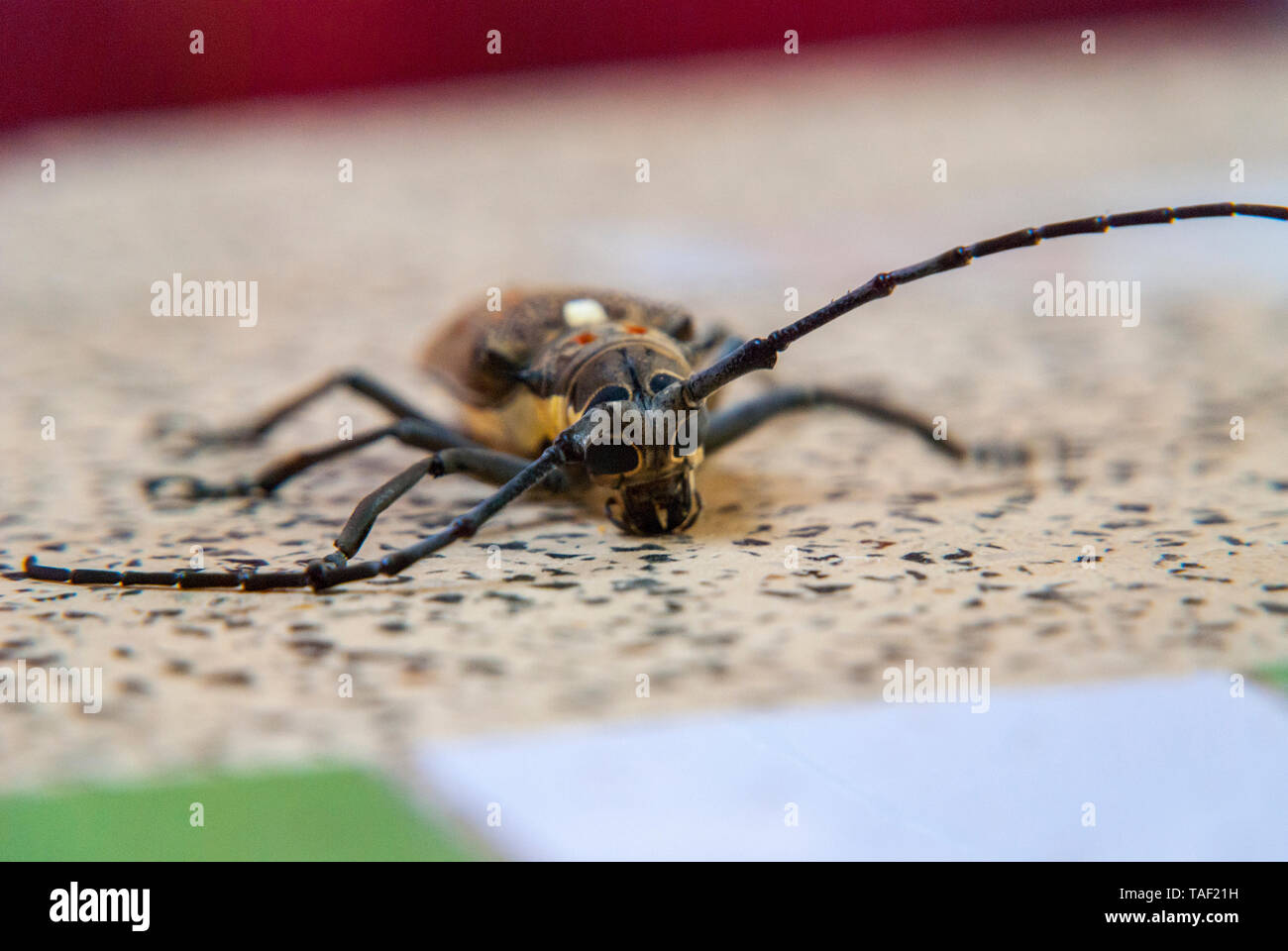 Big bug on a table, close up photo, Asia Stock Photo - Alamy