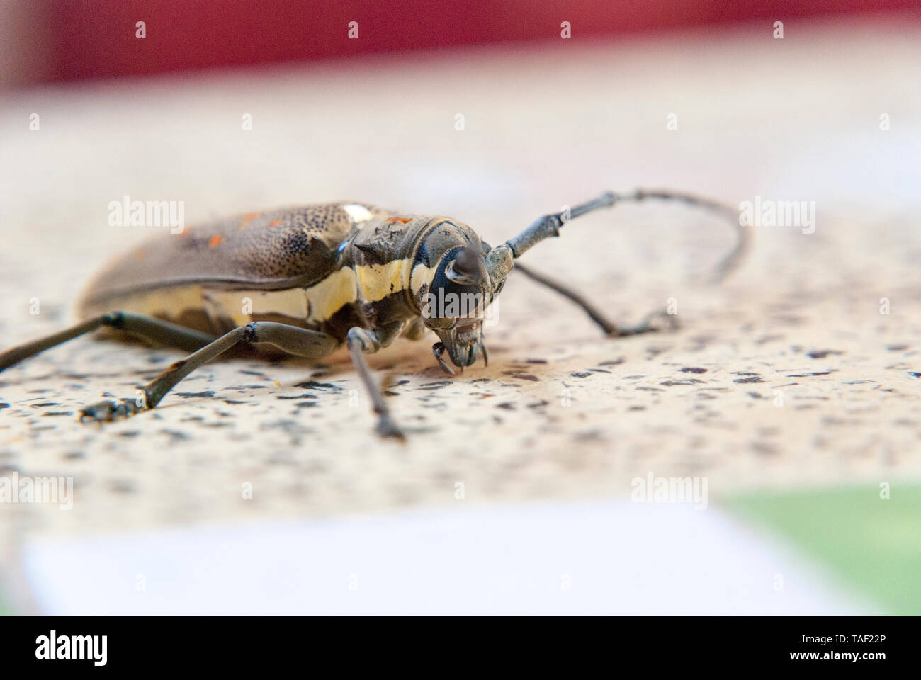 Big bug hi-res stock photography and images - Alamy