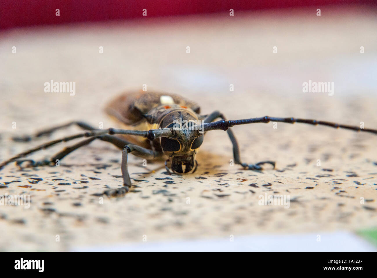 Big bug on a table, close up photo, Asia Stock Photo - Alamy