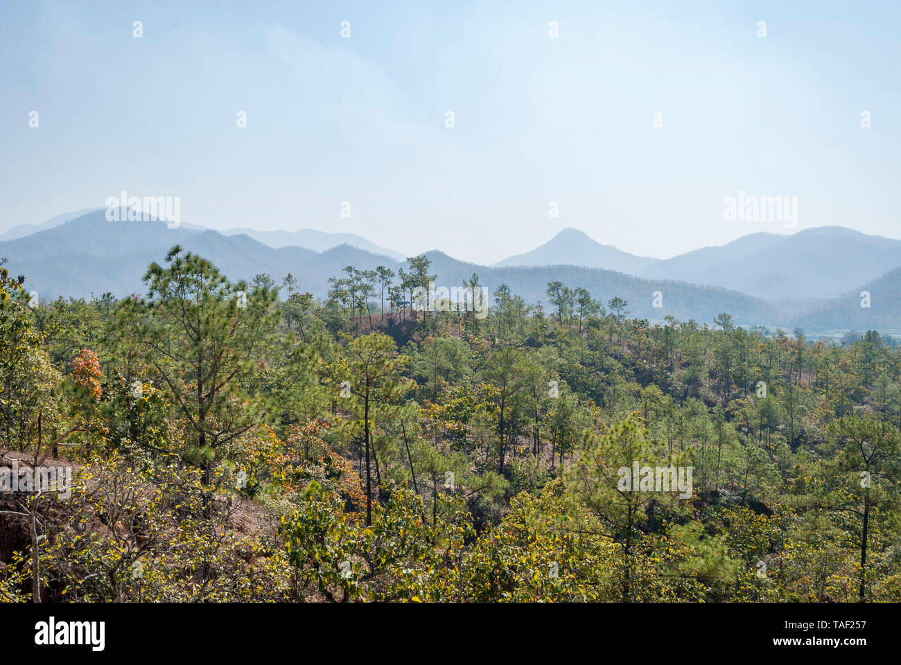 Dry pine forest around Pai in dry season, Thailand Stock Photo - Alamy