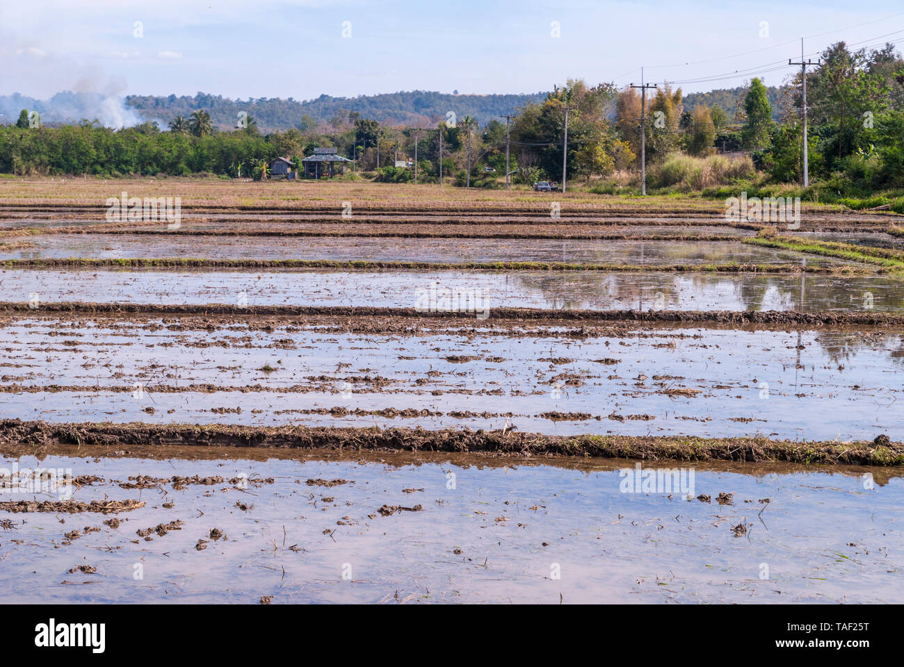 Empty rice paddies with water, Thailand Stock Photo - Alamy