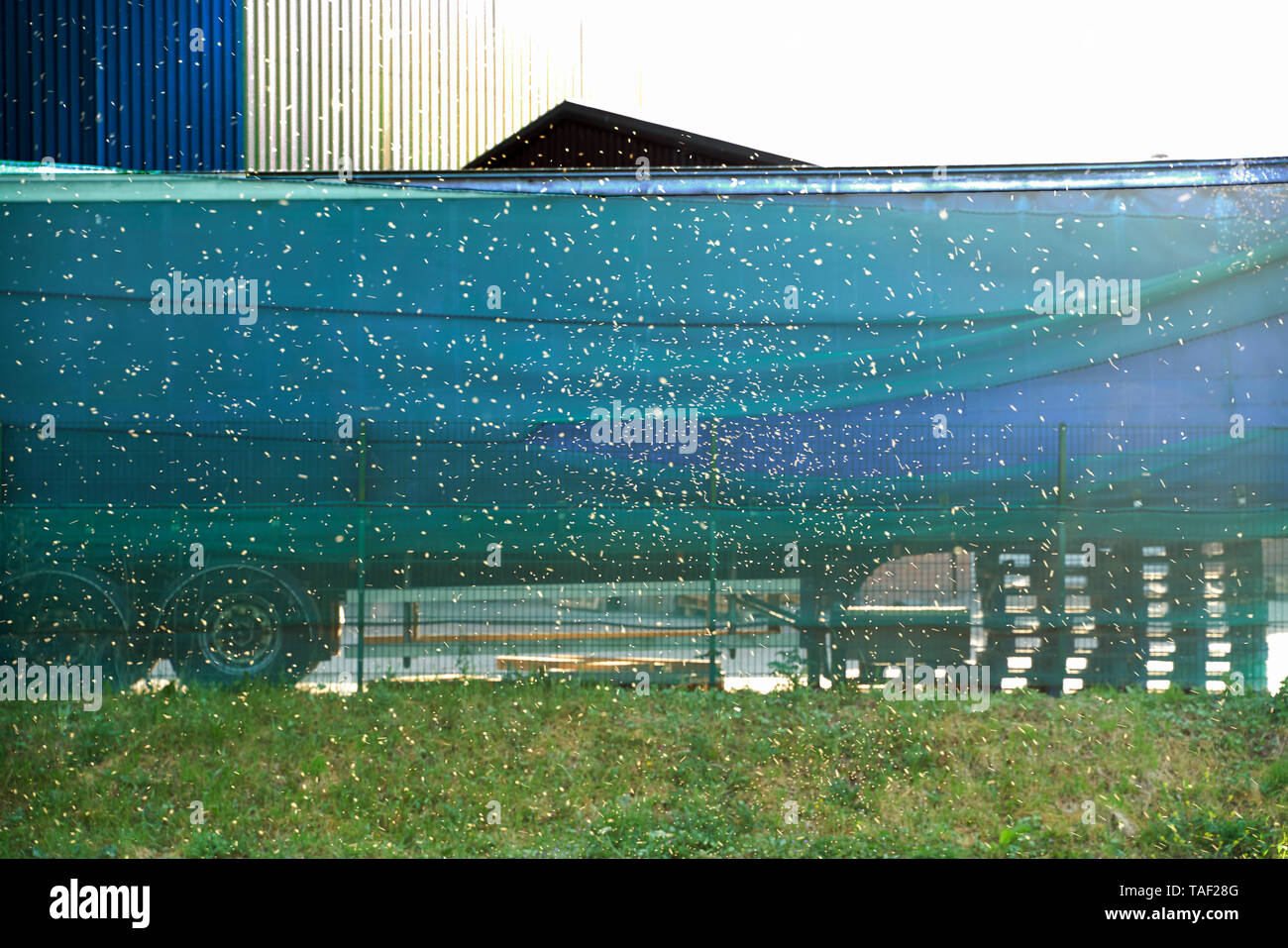 Swarm of flies hi-res stock photography and images - Alamy