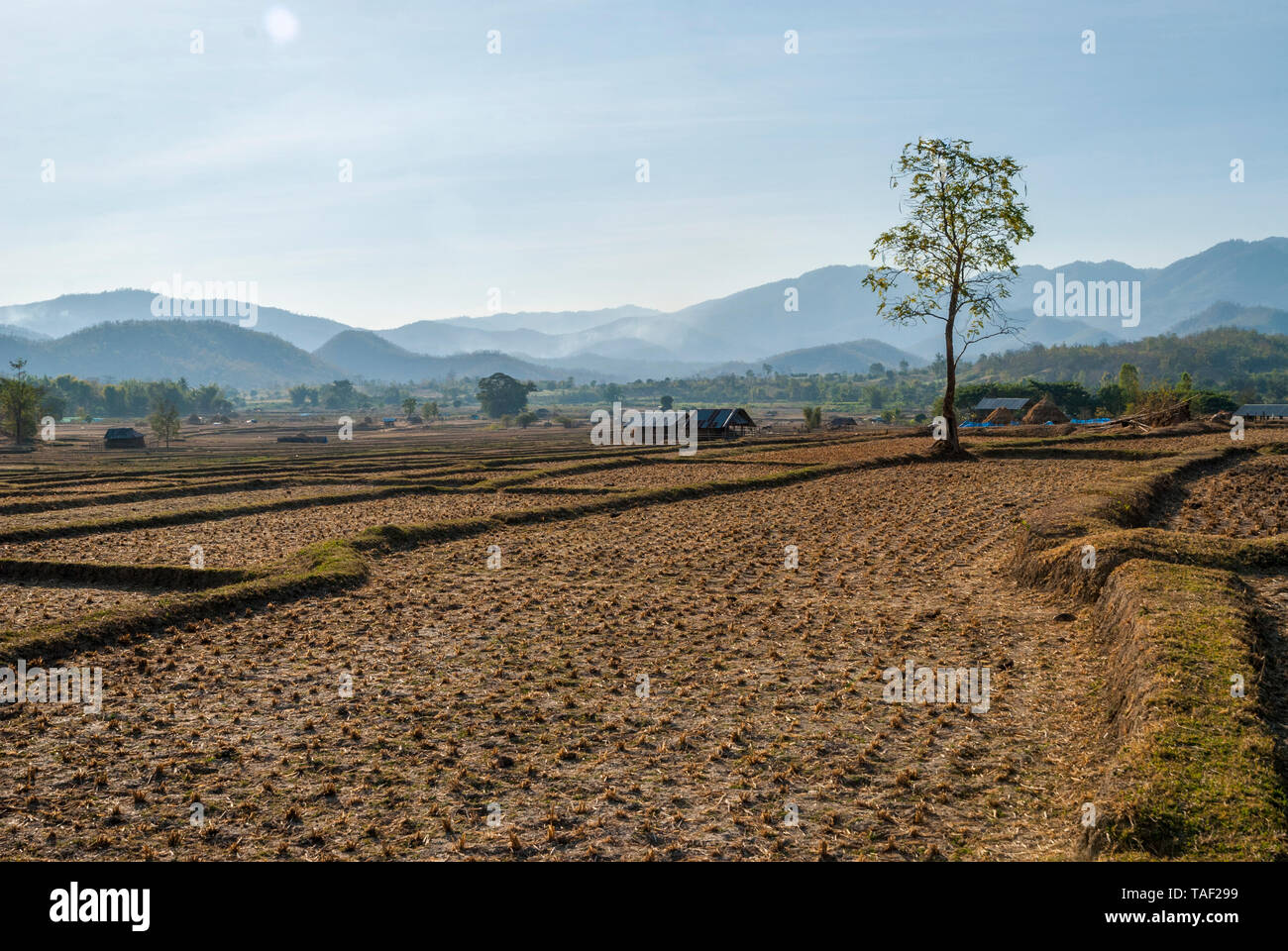 Scenic view of rice paddies during dry season, Pai scenery, Thailand ...