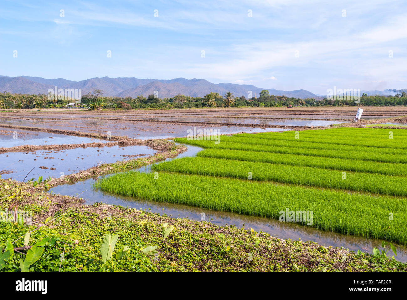Thai rice paddies hi-res stock photography and images - Alamy