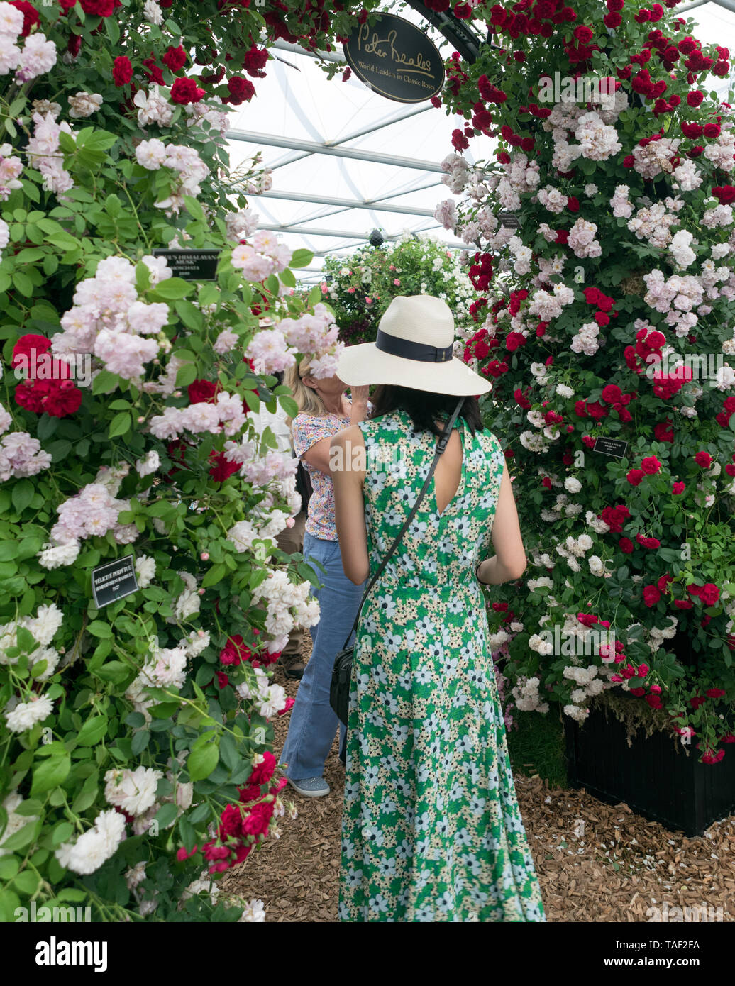 Girl Standing By the Roses Chelsea Flower Show London Stock Photo - Alamy