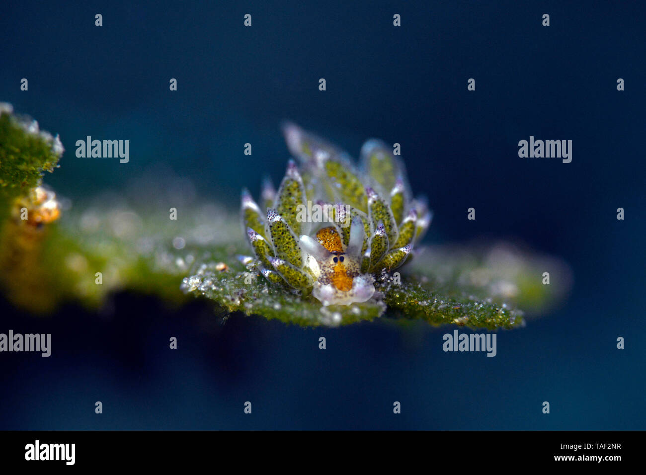 Leaf-sheep slug, Costasiella kuroshimae Stock Photo - Alamy