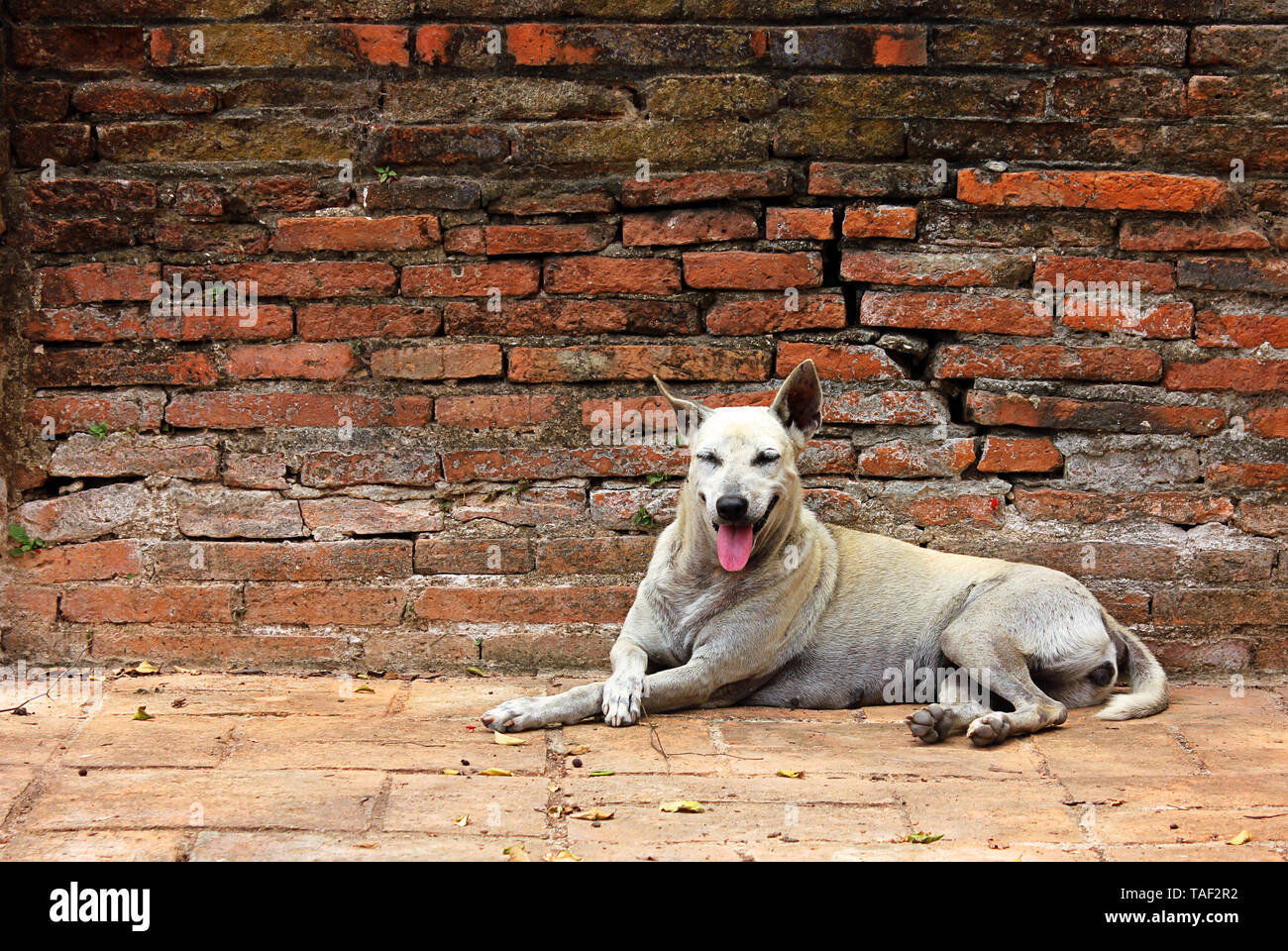 Dog red brick wall hi-res stock photography and images - Alamy