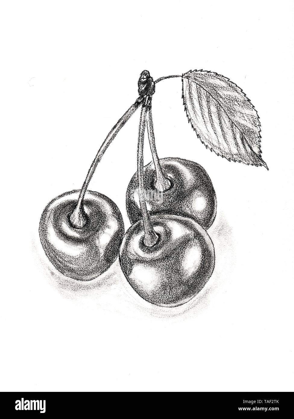 Pencil Sketch Of Cherries