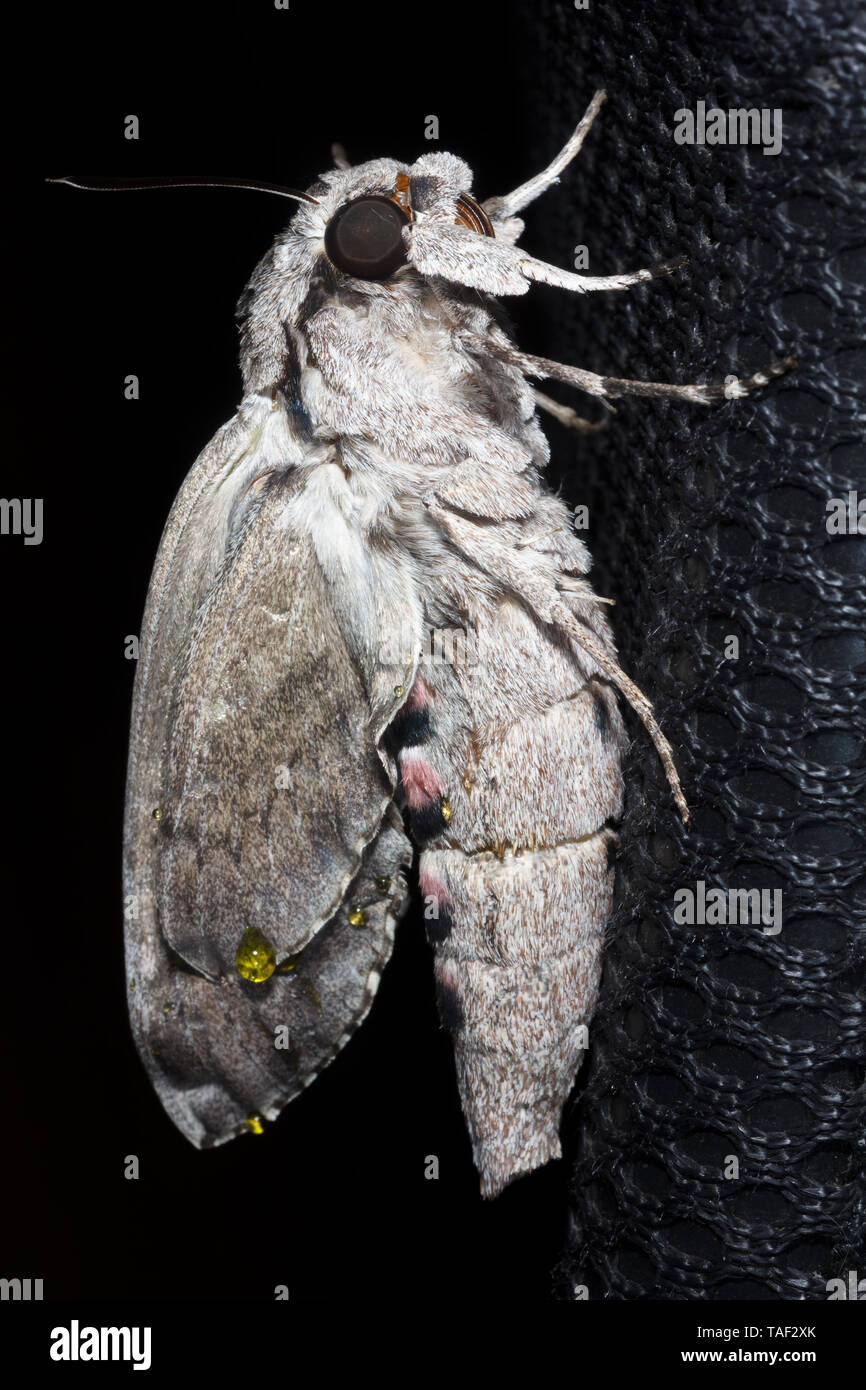 metamorphosis of big grey moth hawk moth at night Stock Photo - Alamy