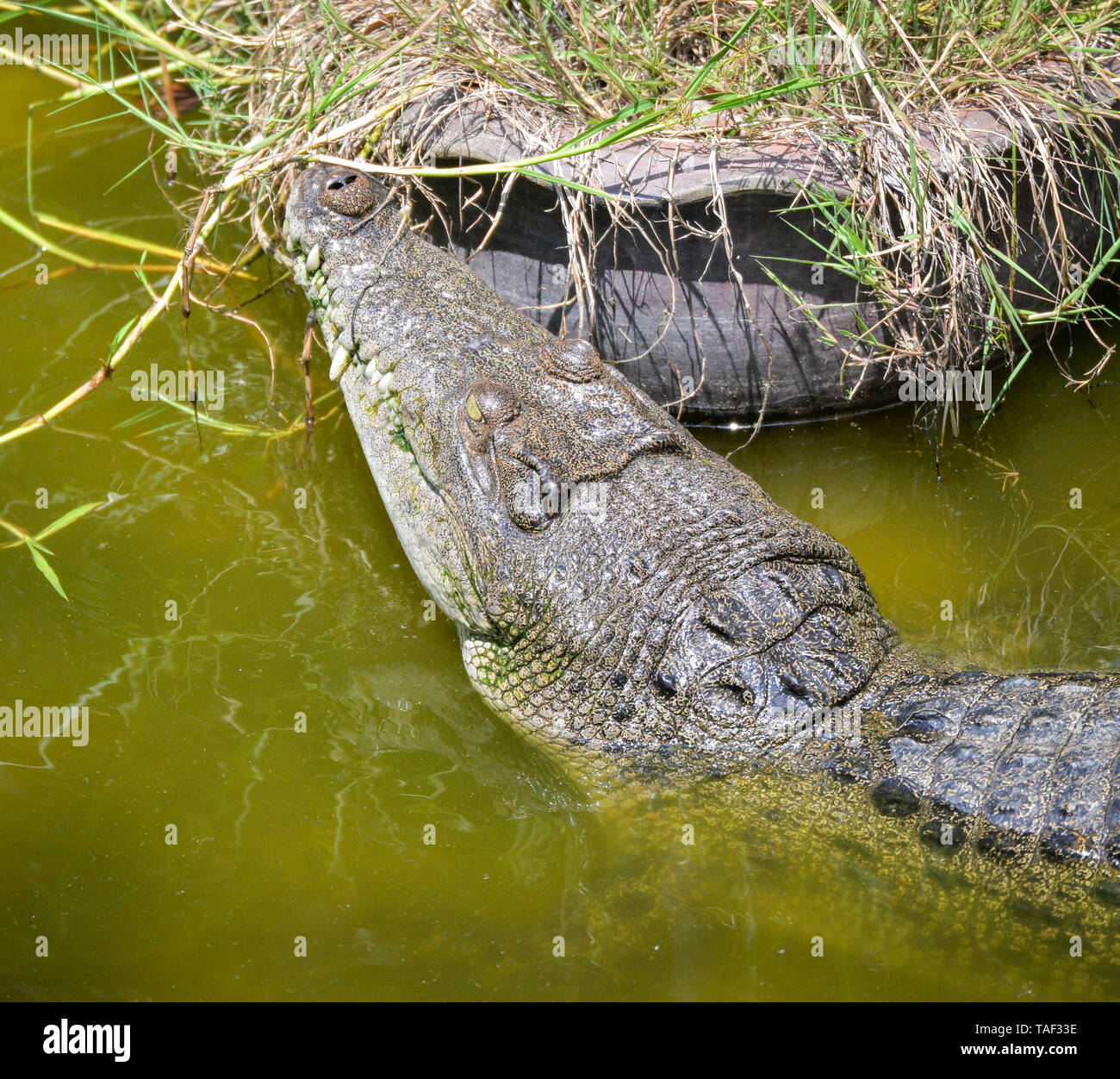 Crocodile floating on the water nature river / animal wildlife reptile ...