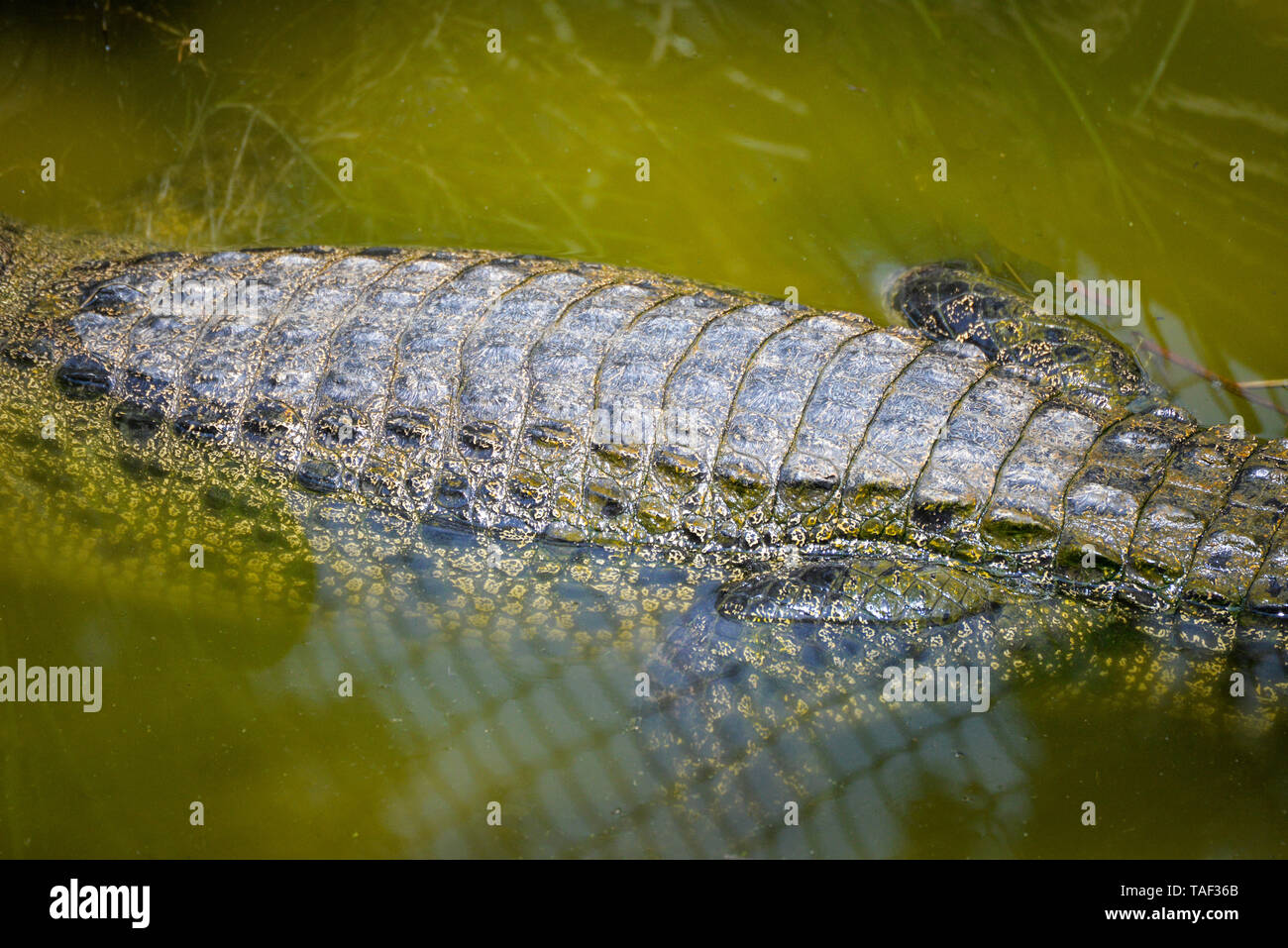 Crocodile floating on the water nature river / animal wildlife reptile ...