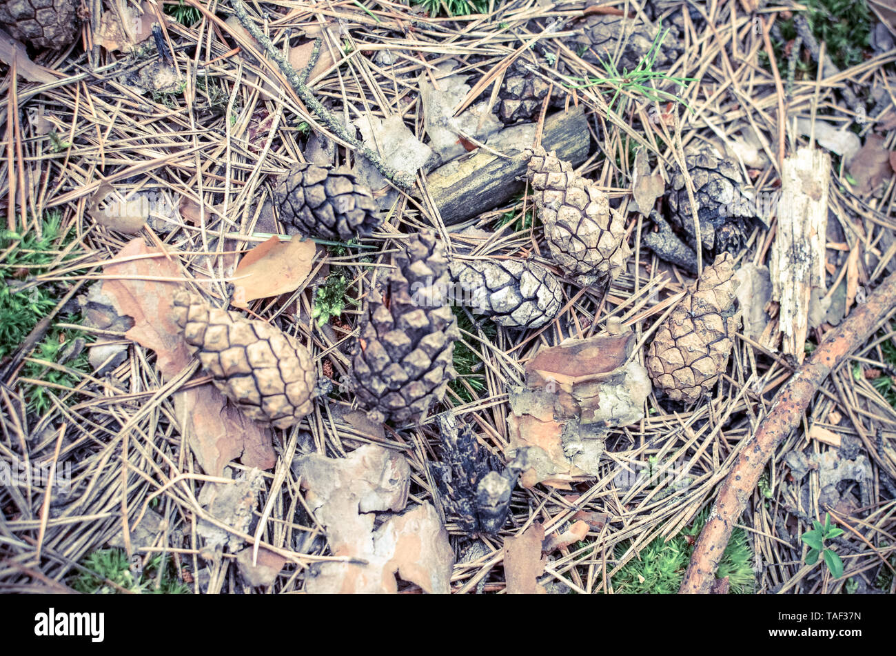 Bumps on the leaf hi-res stock photography and images - Alamy