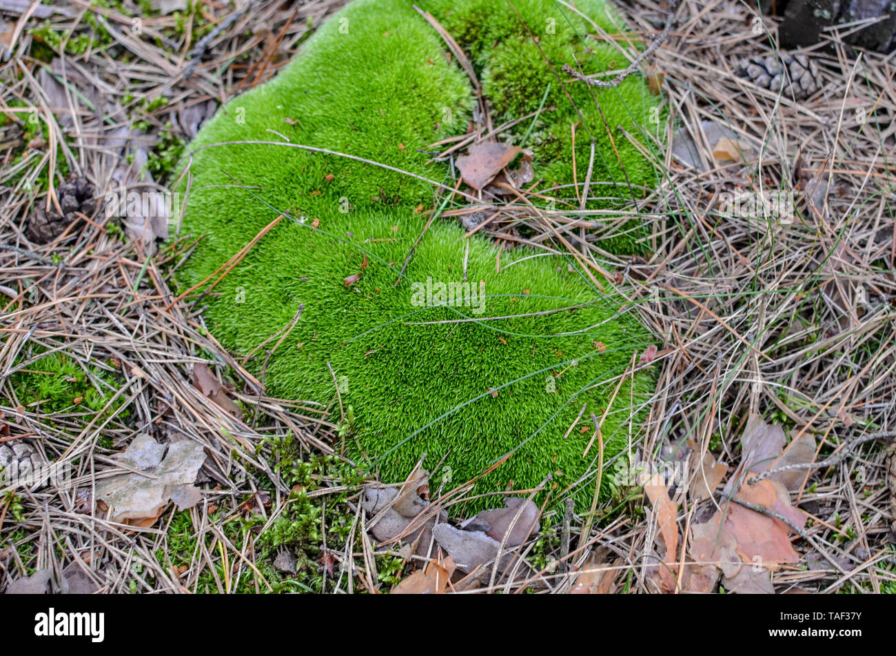 Background of the grass, bumps and a lot of moss Stock Photo - Alamy