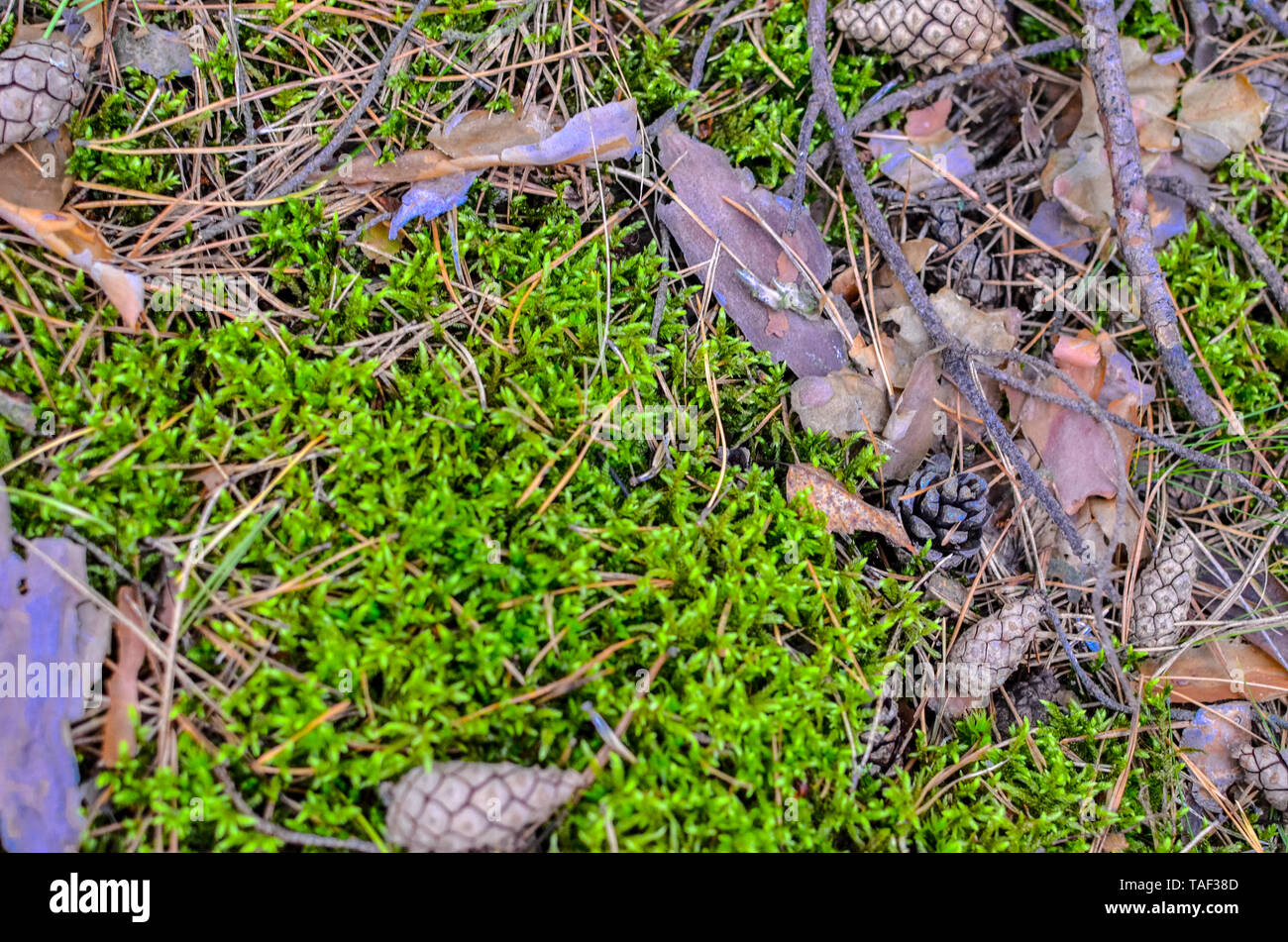 Background of the grass, bumps and a lot of moss Stock Photo - Alamy