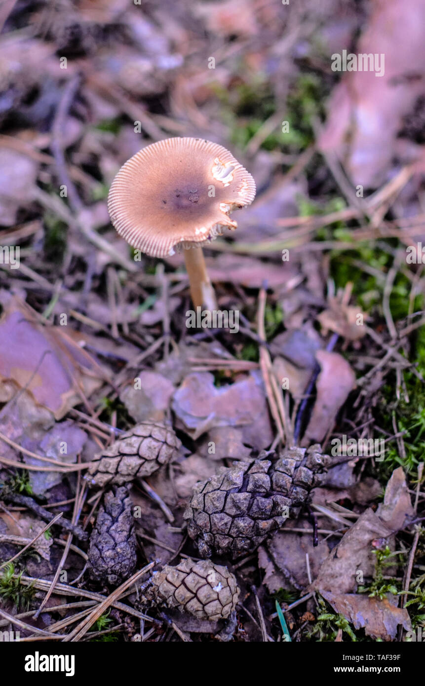 Forest edible mushrooms grow in a pine forest. Forest edible mushrooms ...