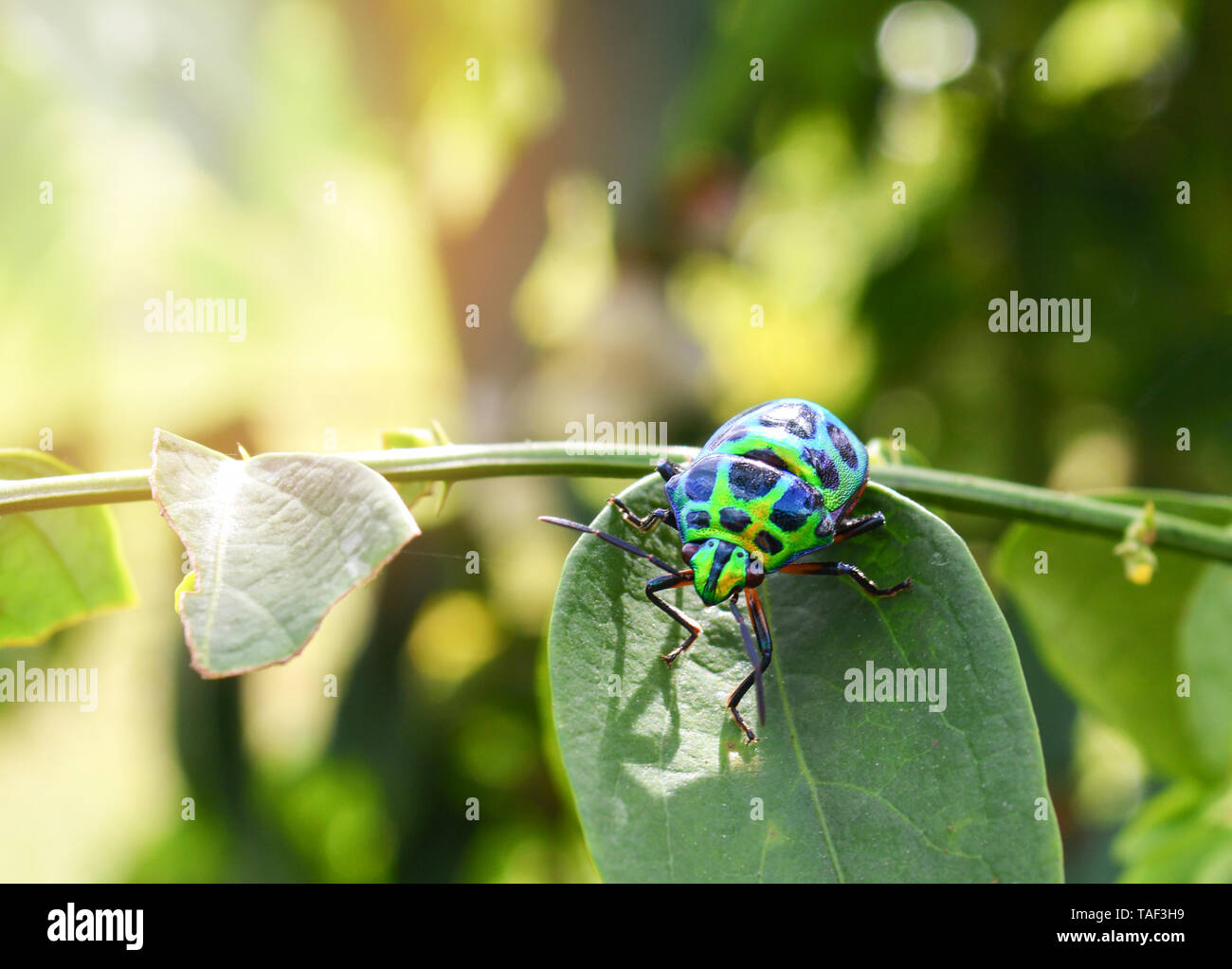 Jewel beetle hi-res stock photography and images - Alamy