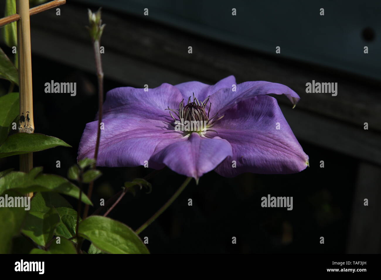 Clematis 'Shimmer' Evipo028, a deciduous climbing plant of the ...