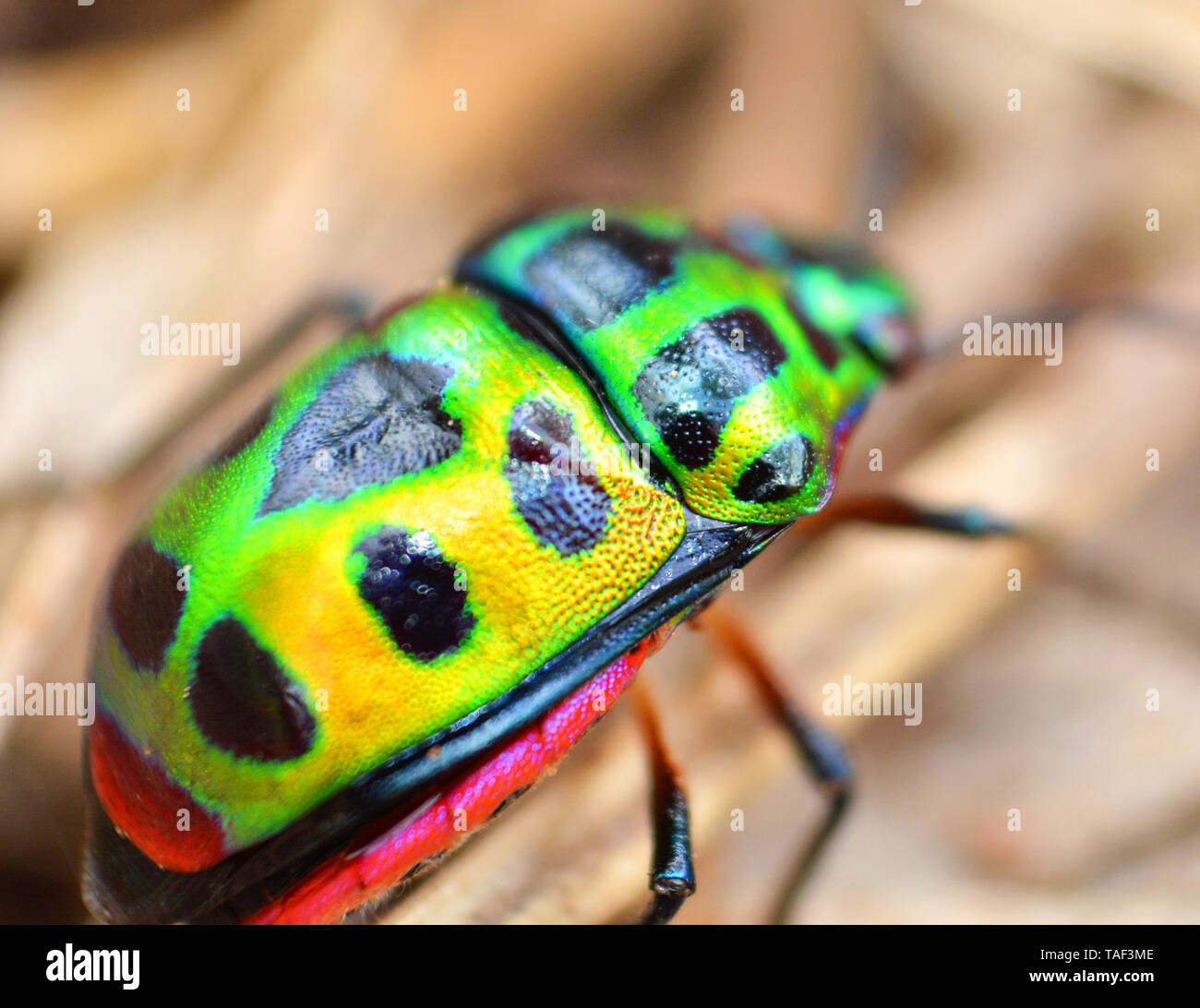 Colorful Bug