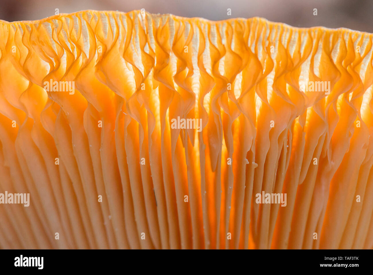 Trooping Funnel Cap (Clitocybe geotropa) lamellae, Pierre-la-Treiche ...