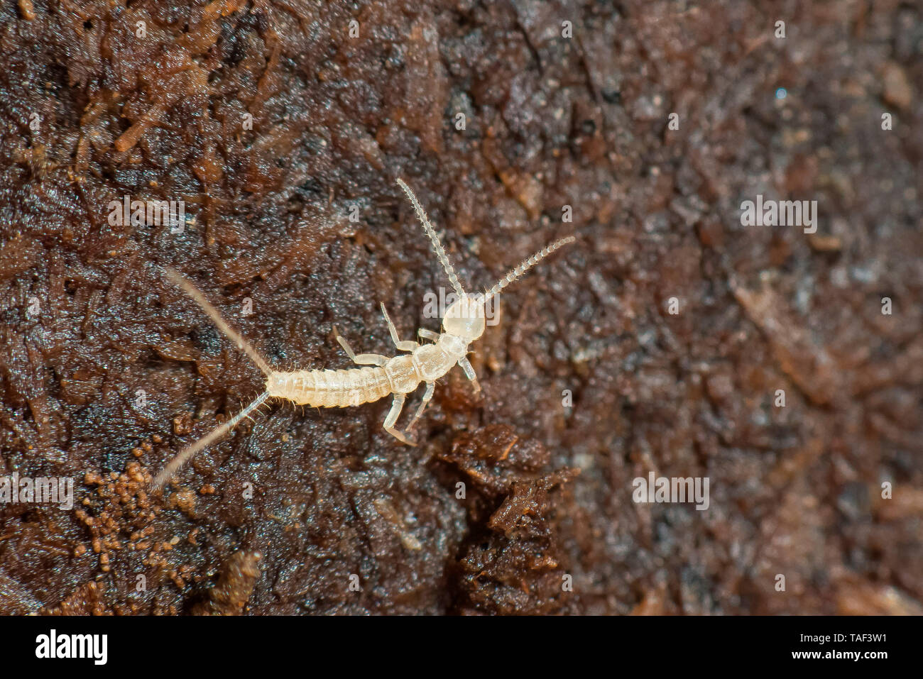 Campodea hi-res stock photography and images - Alamy