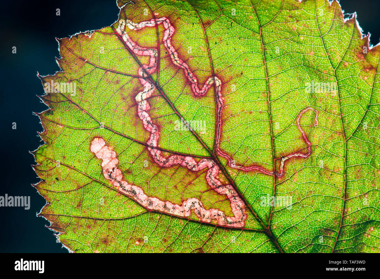 Gallery of Leafminer larvae on Bramble leaf (Rubus sp), France Stock ...