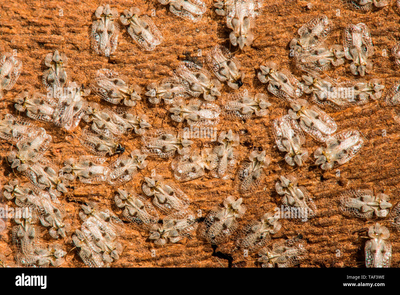 Sycamore Lace Bug (Corythucha ciliata) on plane bark, Canal edge ...