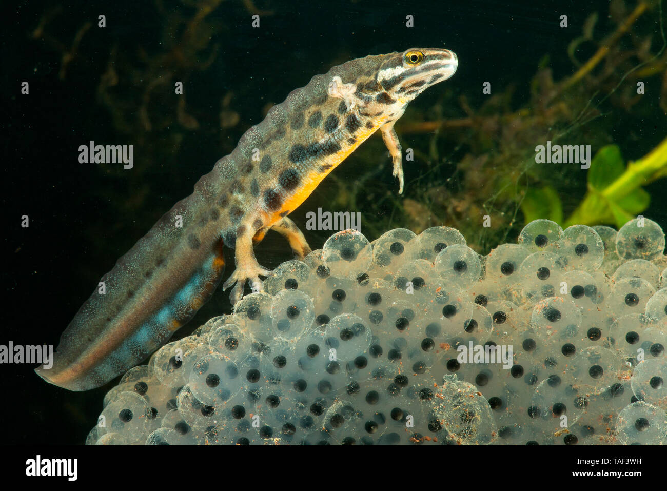 Newt spawning hi-res stock photography and images - Alamy