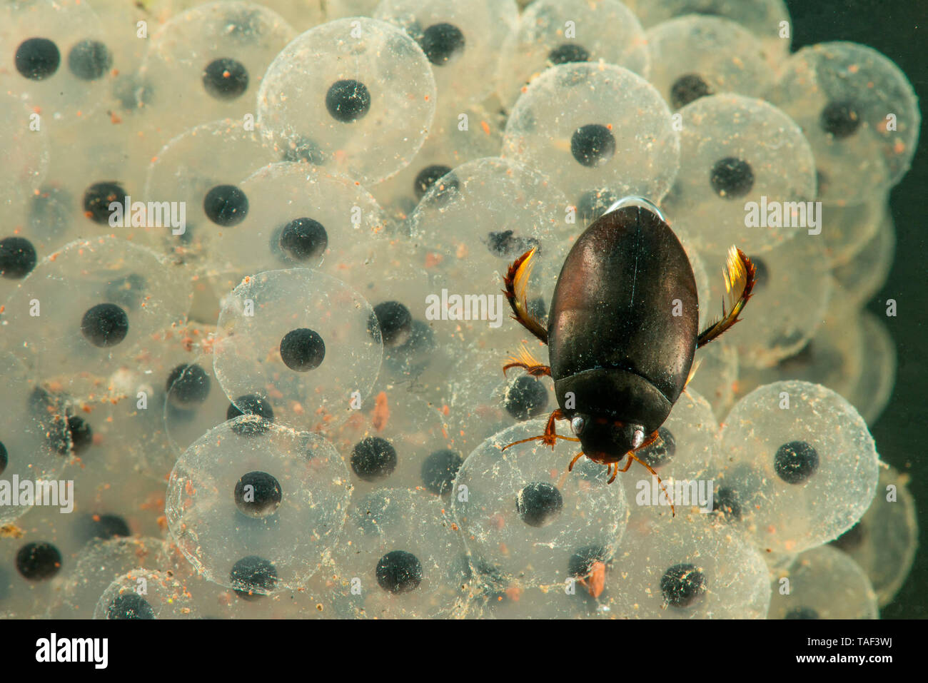 Aquatic beetle agabus bipustulatus hi-res stock photography and images ...