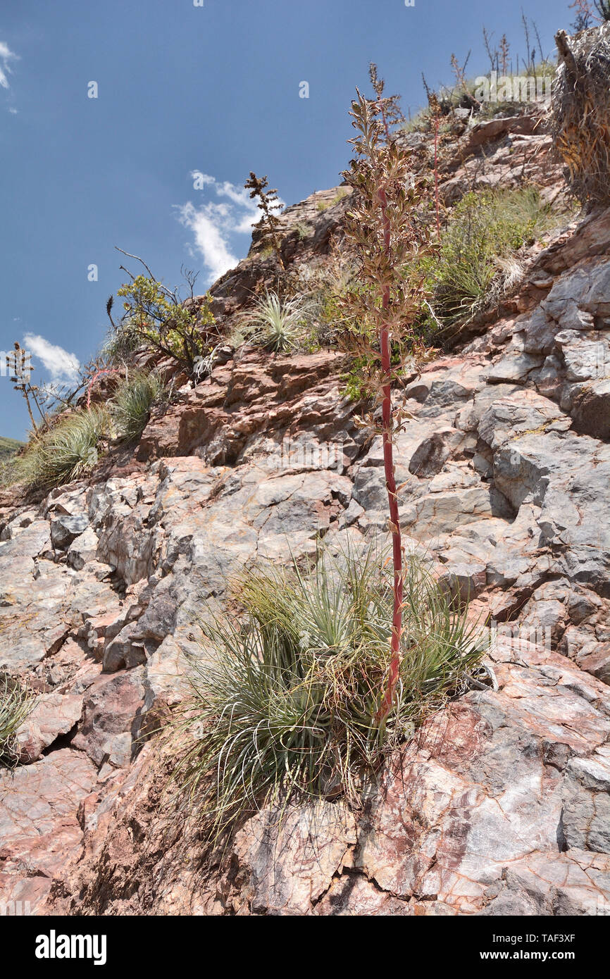 Puya coerulea hi-res stock photography and images - Alamy