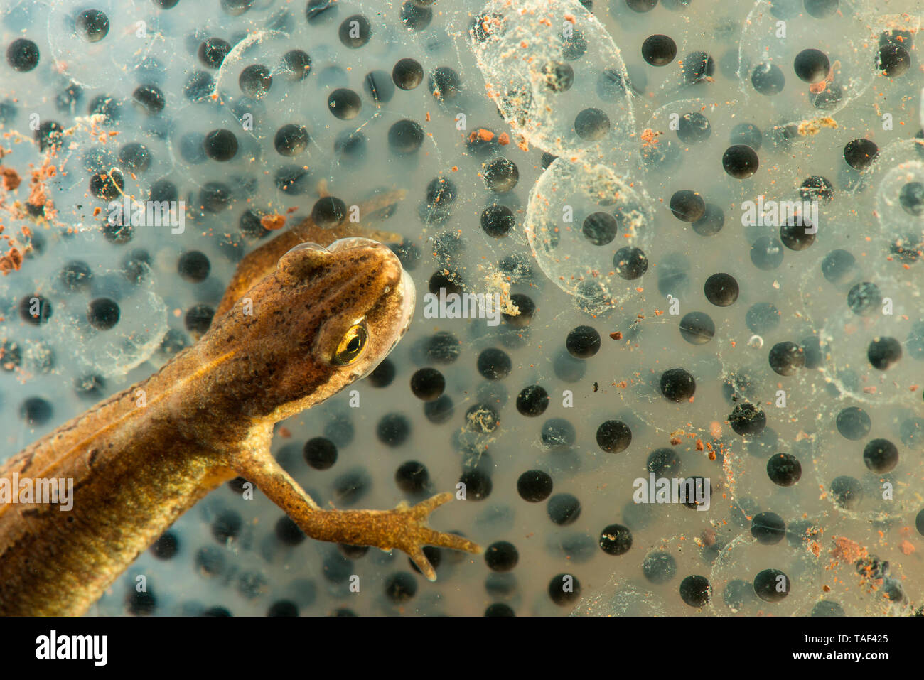 Triton taeniatus hi-res stock photography and images - Alamy