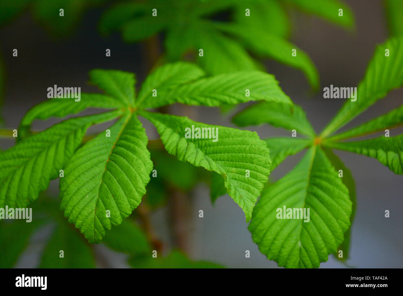 Horse chestnut leaf close up, aesculus hippocastanum or conker tree ...