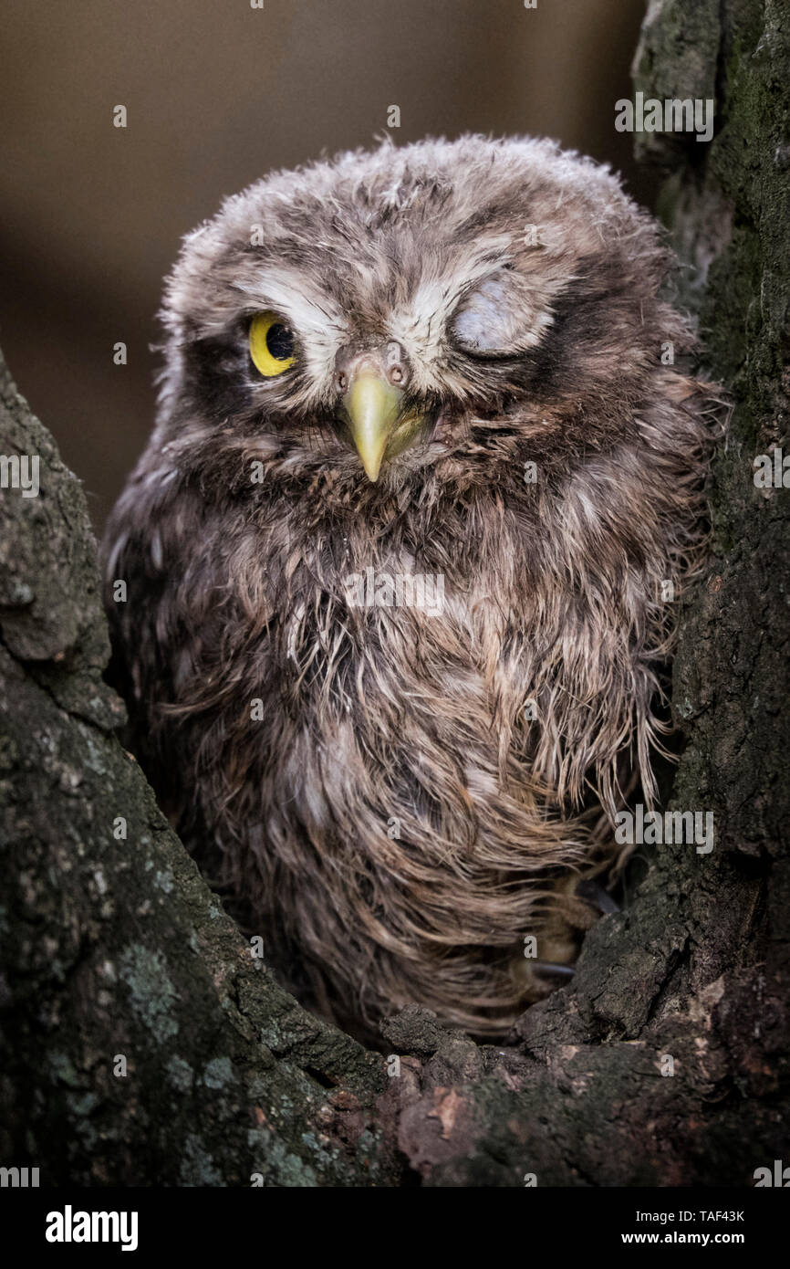 Owl wink hi-res stock photography and images - Alamy