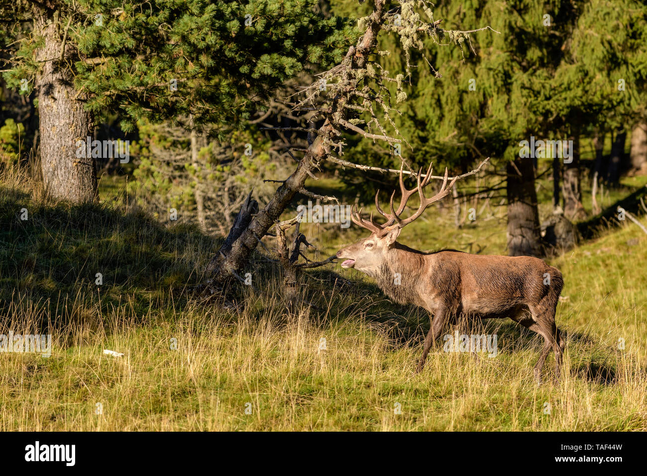 Red Deer (Cervus elaphus) bellowing in the Dolomites, Dolomites Massif ...