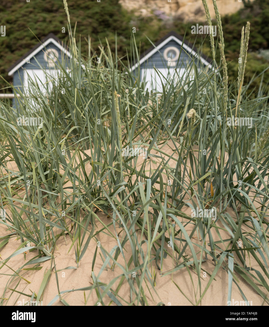 New blue and white Beach huts on Bournemouth beach between Alum Chine ...