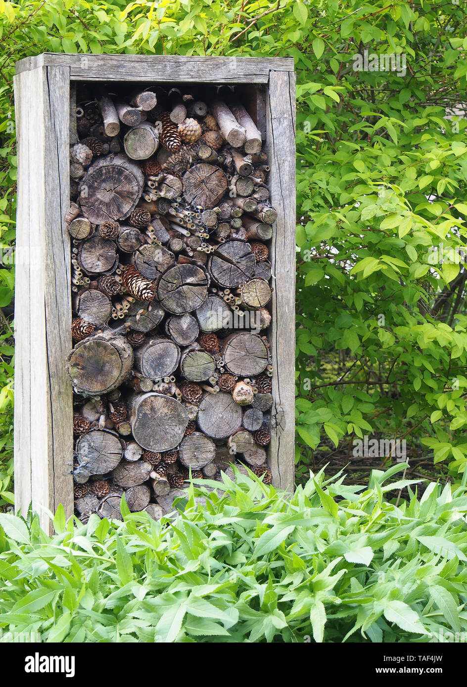 Log pile constructed in Valley Gardens, Harrogate, Yorkshire, for small ...
