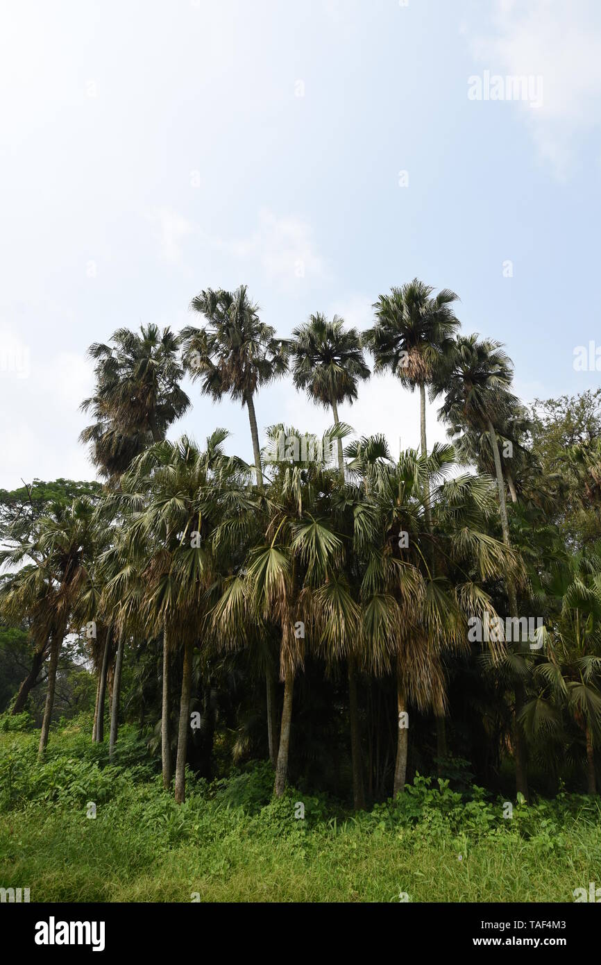 Sublime palm trees hi-res stock photography and images - Alamy