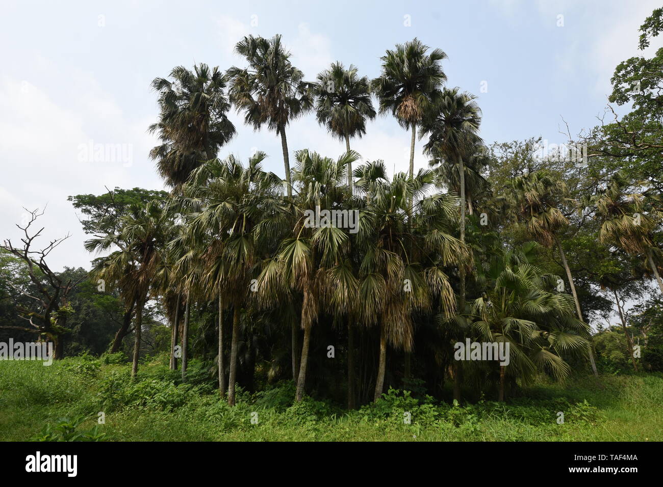 Sublime palm trees hi-res stock photography and images - Alamy