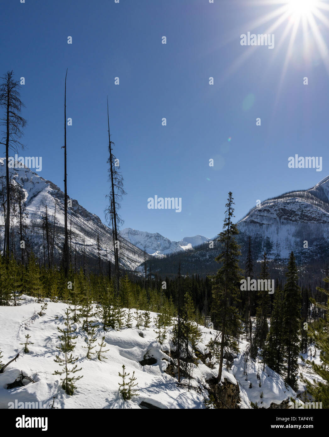 gorgeous wintry scene early spring in Marble Canyon provincial park ...
