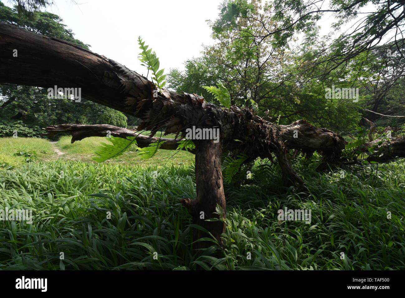 Ferns growing on a dead tree trunk at the AJC Bose Indian Botanic ...