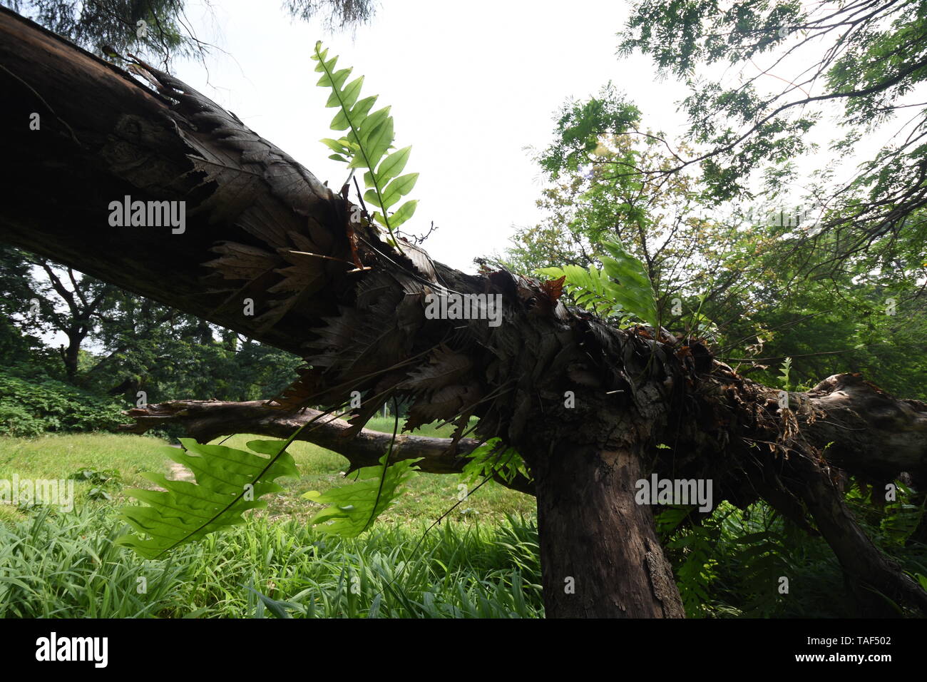 Ferns growing on a dead tree trunk at the AJC Bose Indian Botanic ...