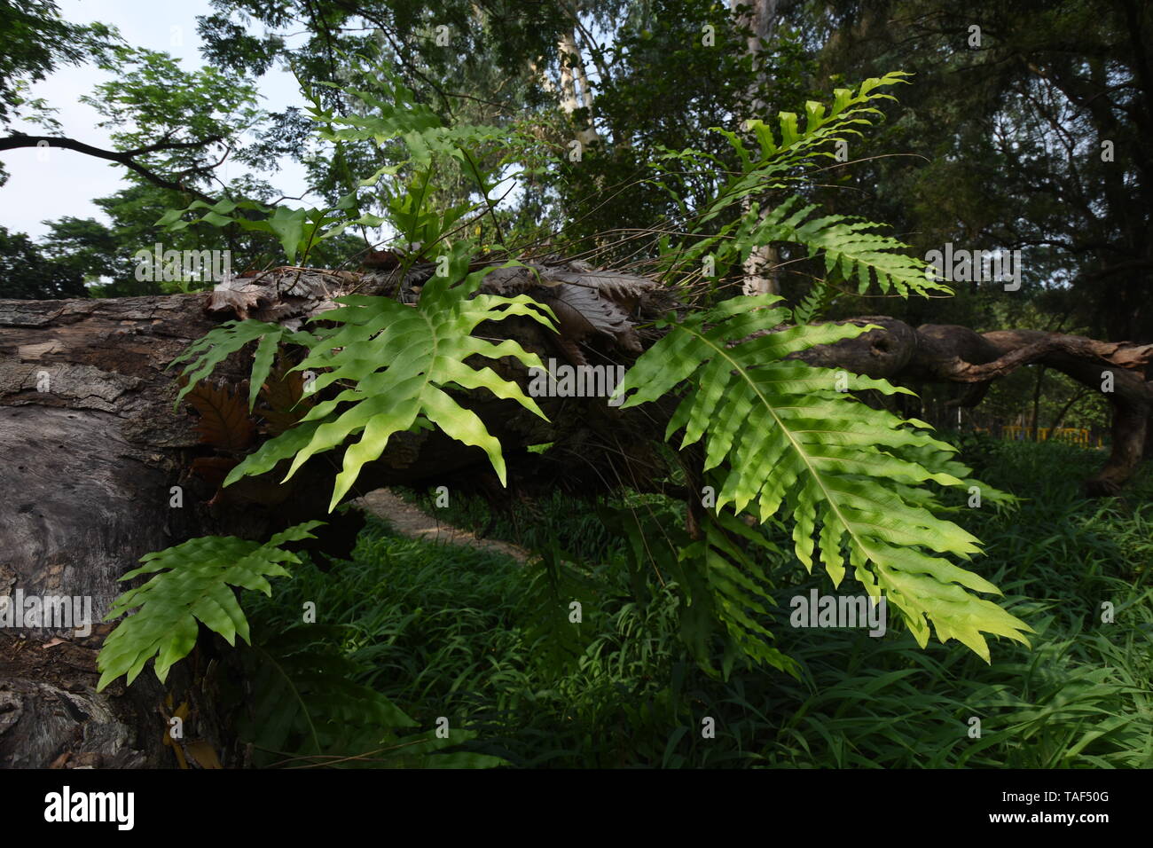 Fern on a dead tree trunk hi-res stock photography and images - Alamy