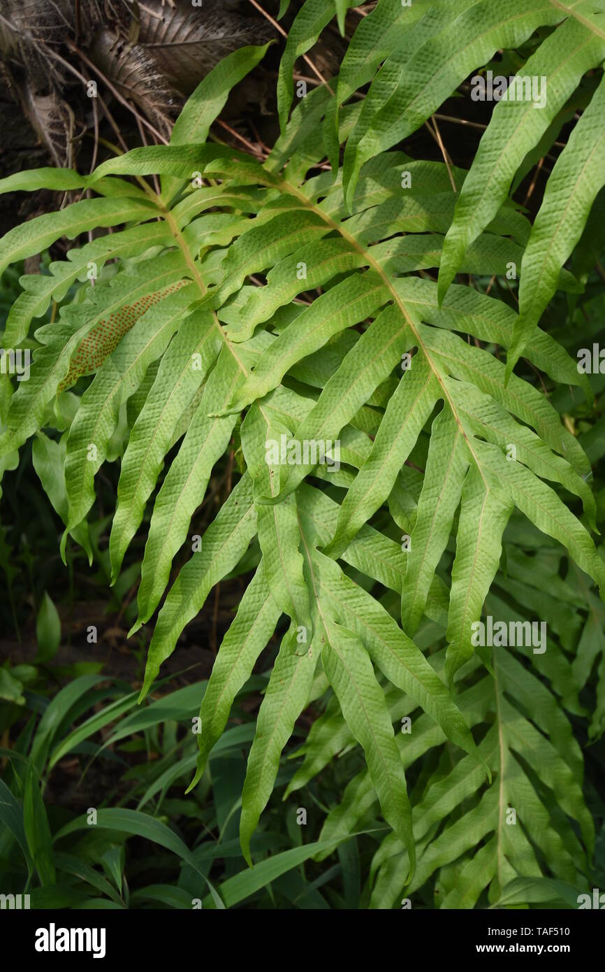 Ferns growing on a dead tree trunk at the AJC Bose Indian Botanic ...