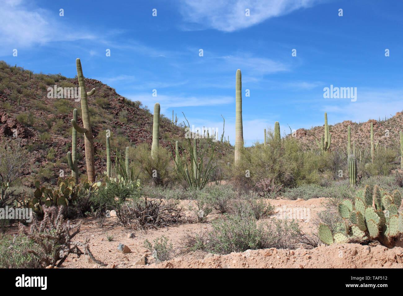 Creosote scrub vegetation hi-res stock photography and images - Alamy