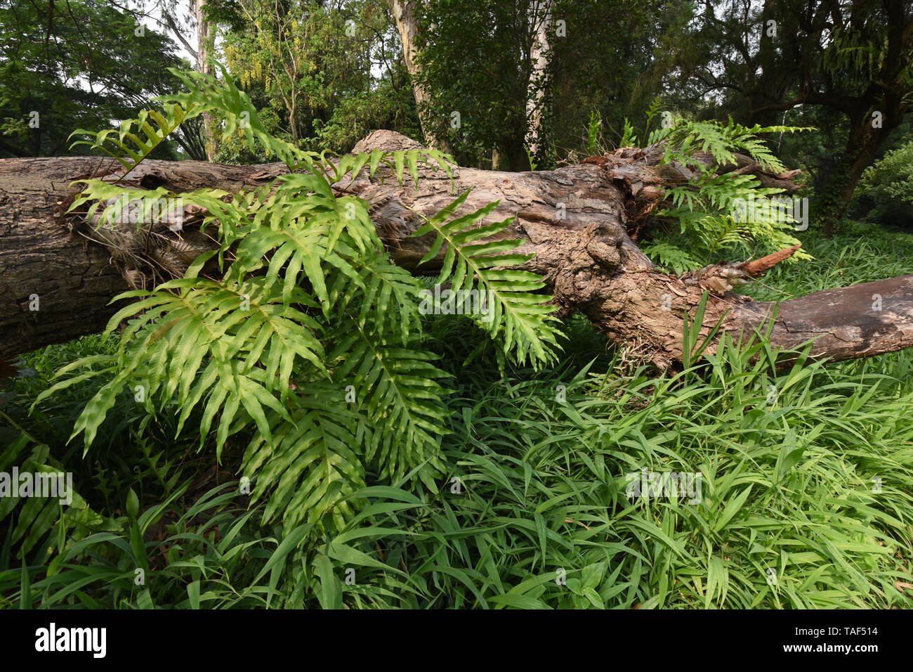 Ferns growing on a dead tree trunk at the AJC Bose Indian Botanic ...