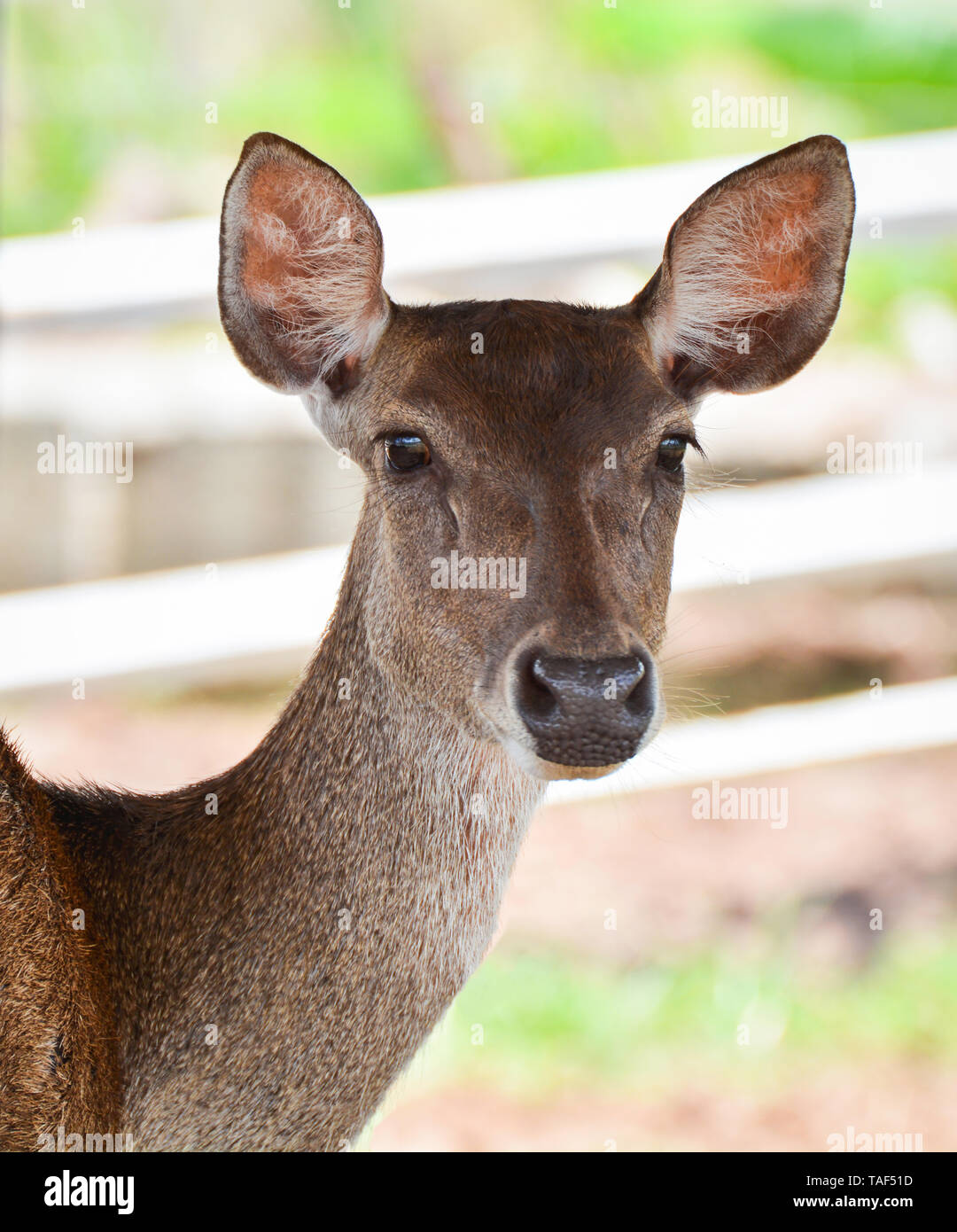 Female deer brow-antlered wildlife in the farm / Eld's deer thamin ...