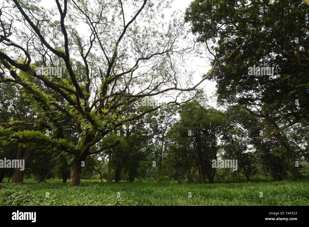 Ferns growing on a live tree at the AJC Bose Indian Botanic Garden ...