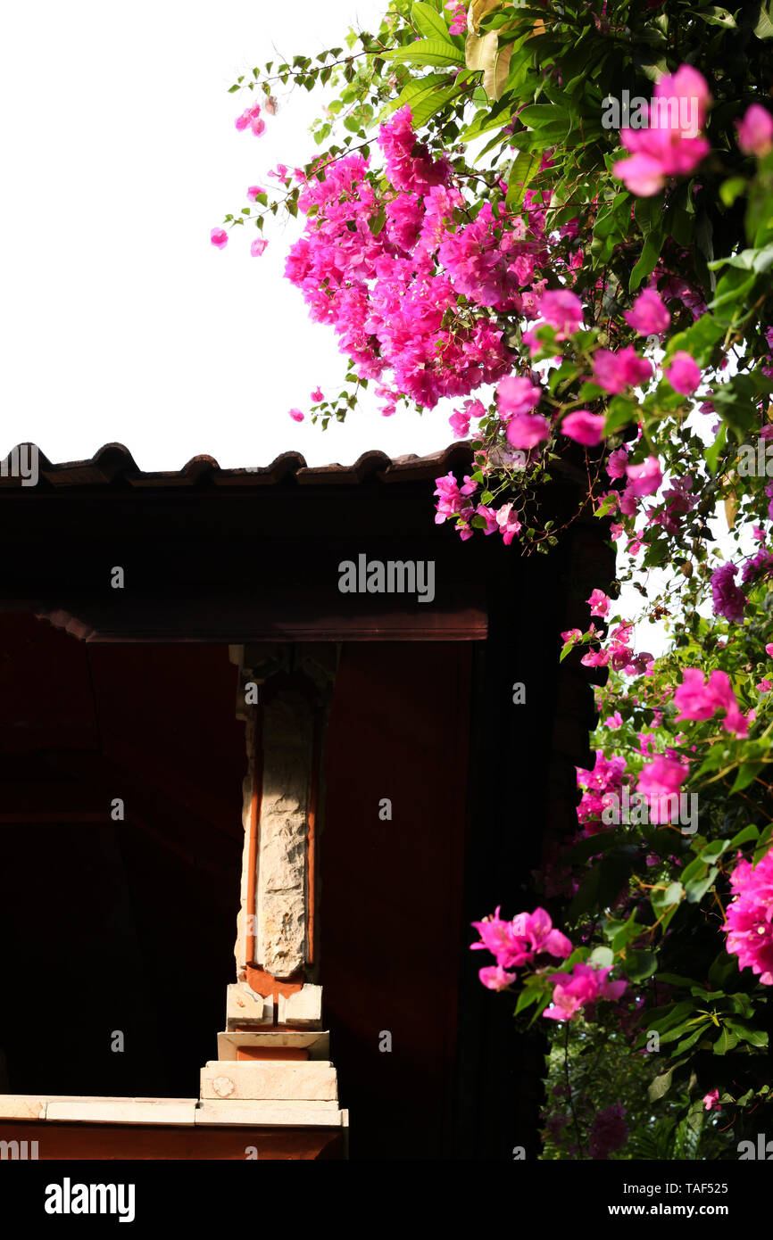 Bush with pink flowers in Bali Indonesia Stock Photo - Alamy