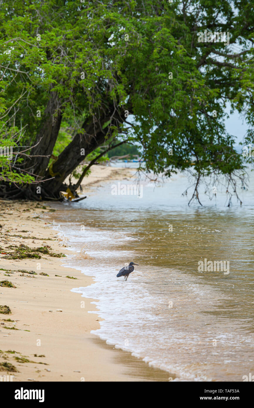 Dark heron bird in beach at Bali Indonesia Stock Photo - Alamy