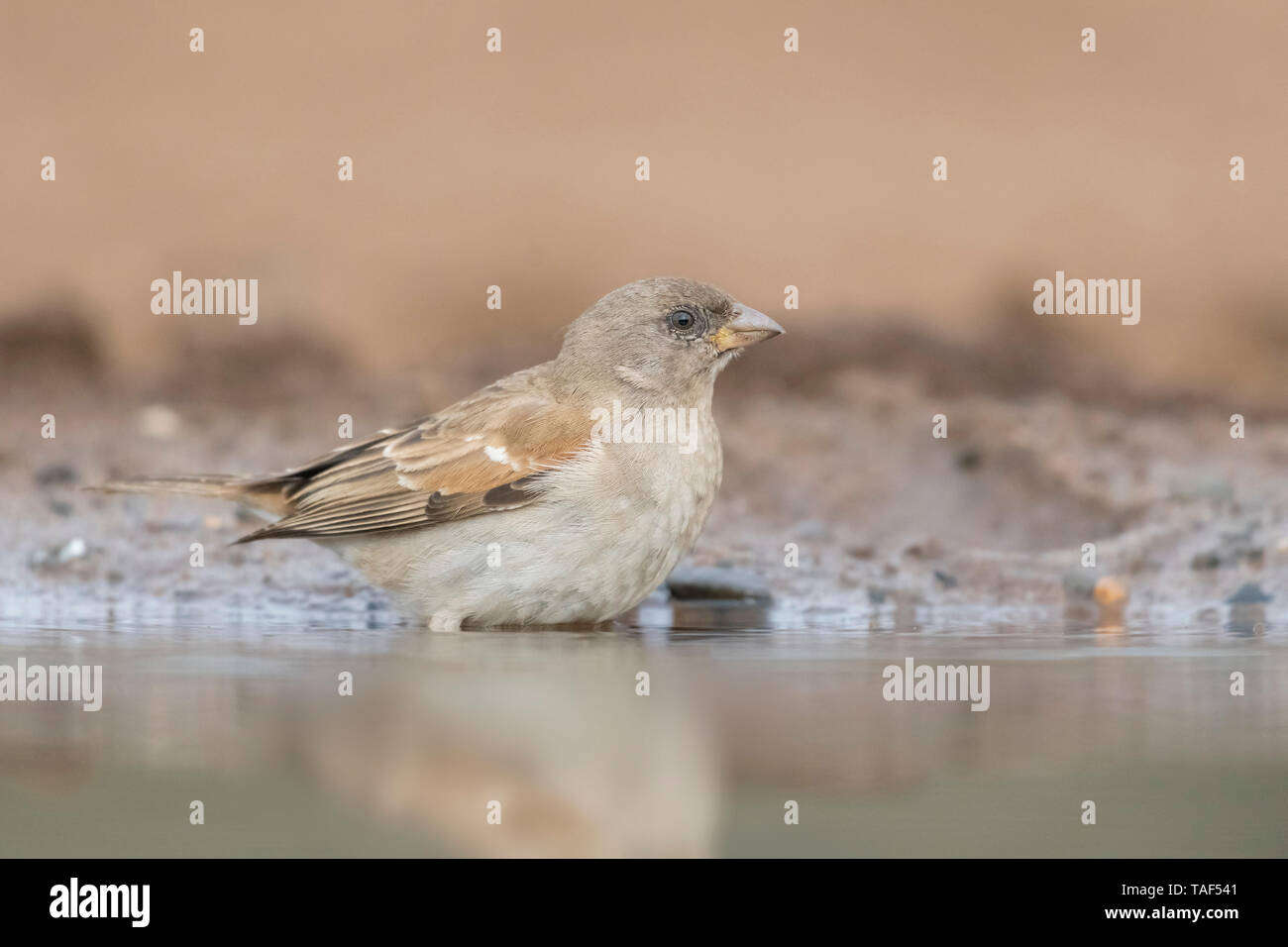Bird edge sparrow hi-res stock photography and images - Alamy